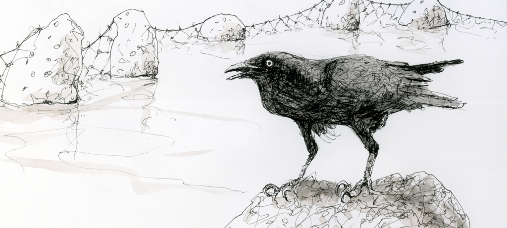 Crow Song – Aboriginal Living Languages SA